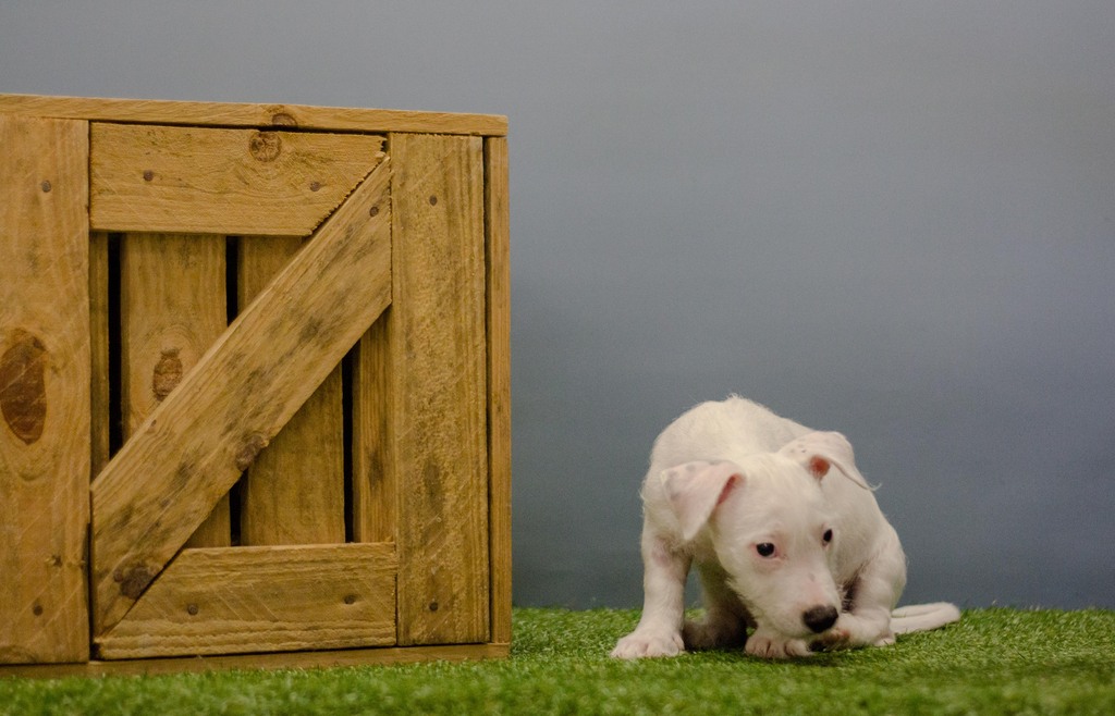 Blue - Small Male Maltese Terrier x English Staffordshire Bull Terrier ...