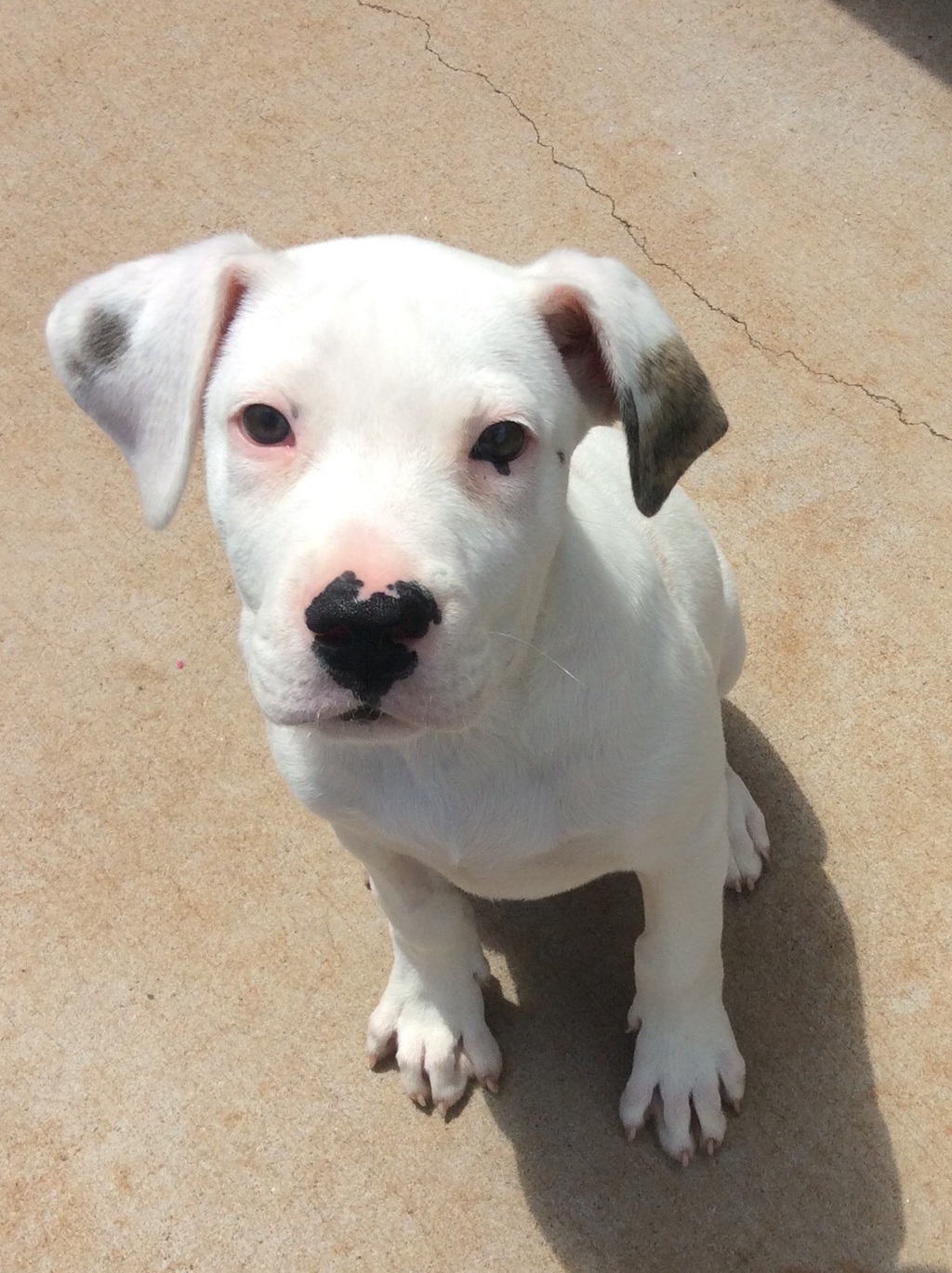 Monty - Large Male American Bulldog x Bull Terrier Mix Dog in QLD ...