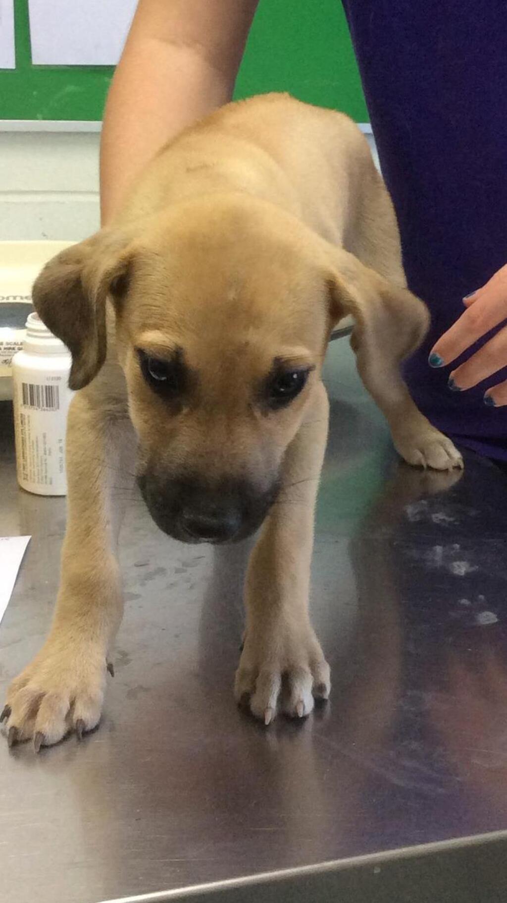 Clover - Medium Female Rhodesian Ridgeback x Weimaraner Mix Dog in QLD ...