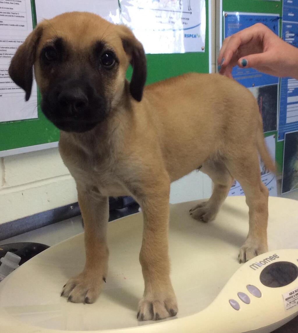Masai - Medium Male Rhodesian Ridgeback x Weimaraner Mix Dog in QLD ...