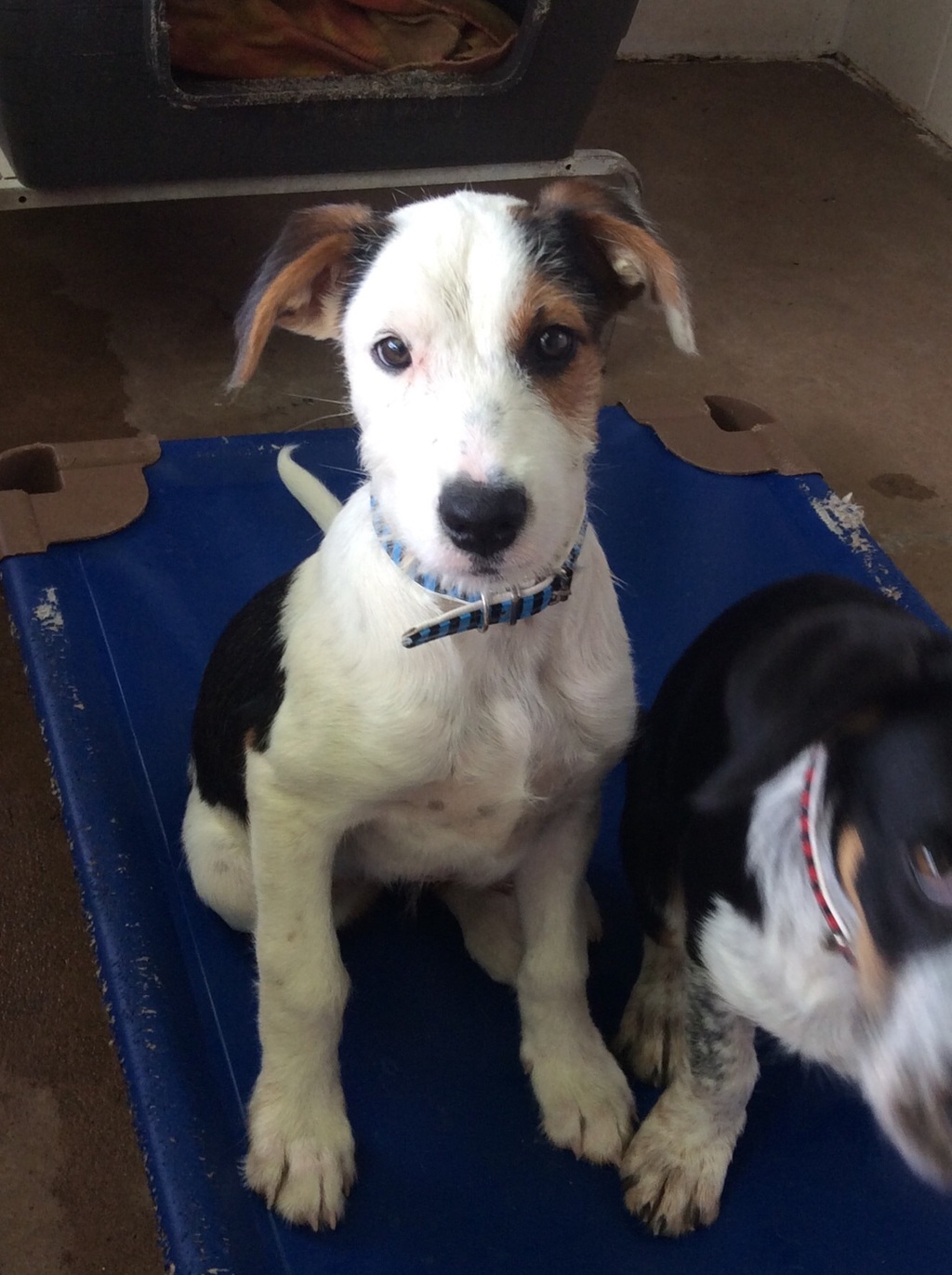 Bowser - Large Male Border Collie x Irish Wolfhound Mix Dog in QLD ...