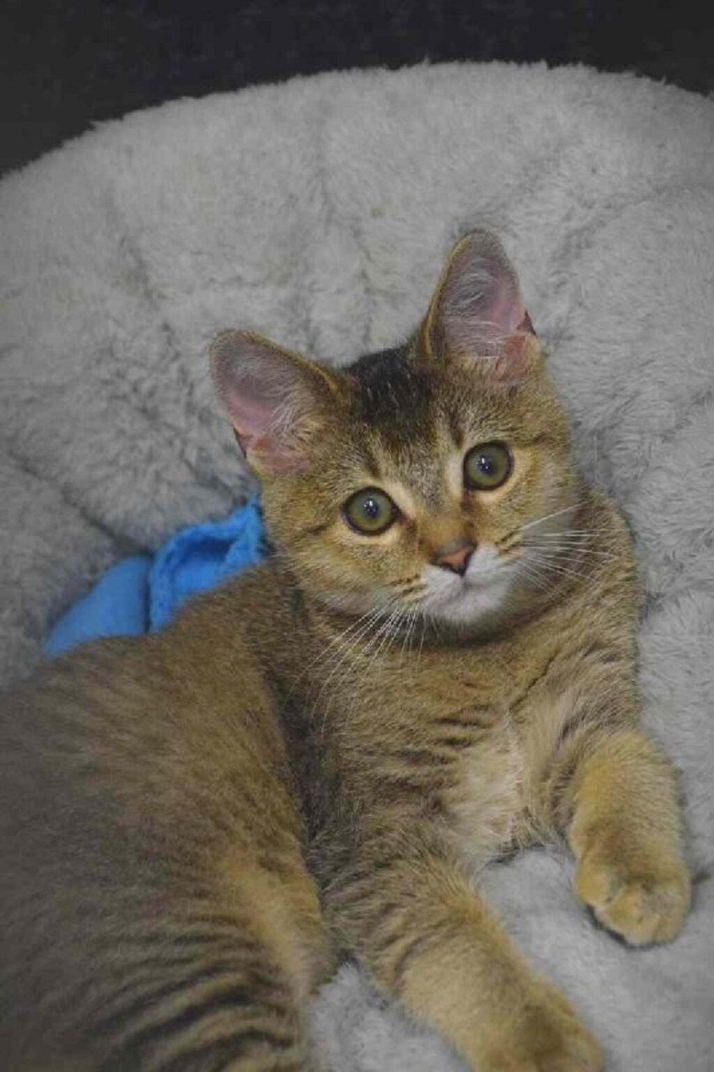 Pudding - Female Abyssinian x Manx Mix Cat in QLD - PetRescue