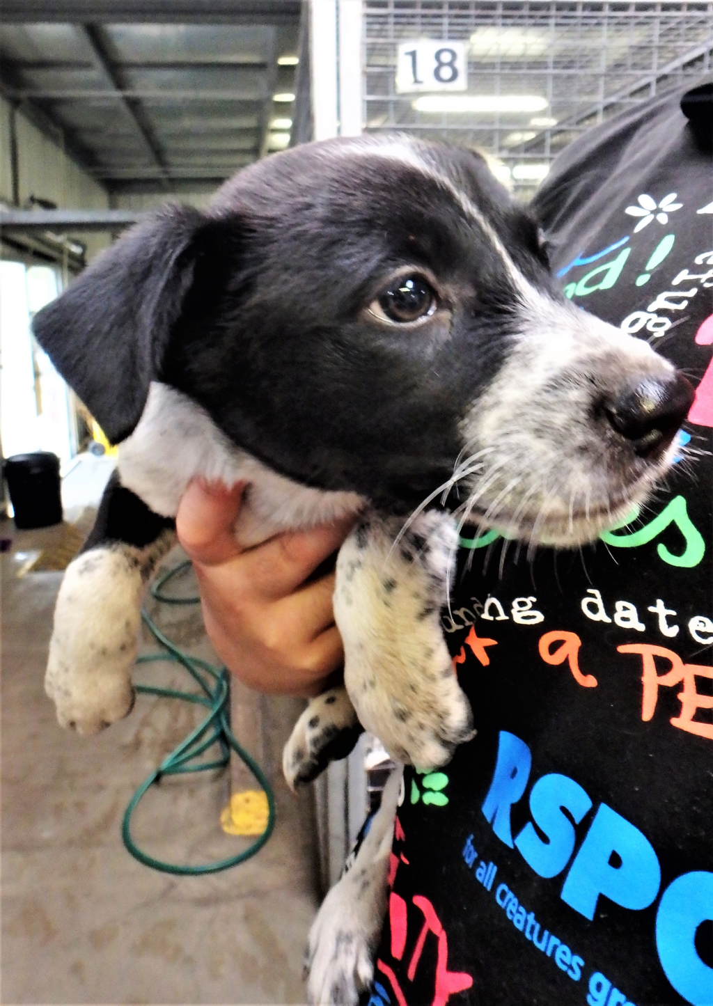 Brandy - Medium Female Australian Stumpy Tail Cattle Dog x Border ...