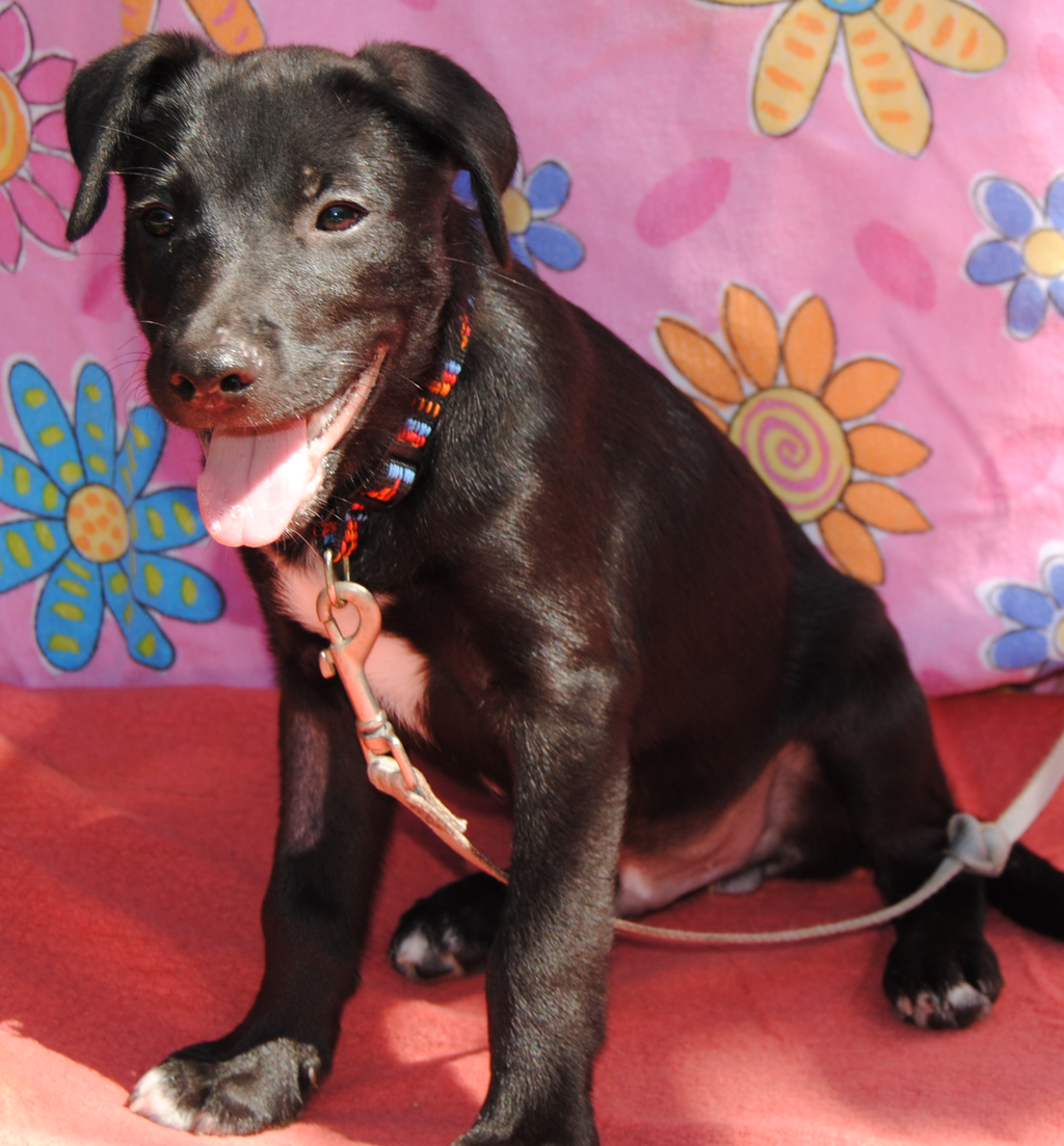 Medium Male Kelpie x American Staffordshire Bull Terrier Mix Dog in QLD ...