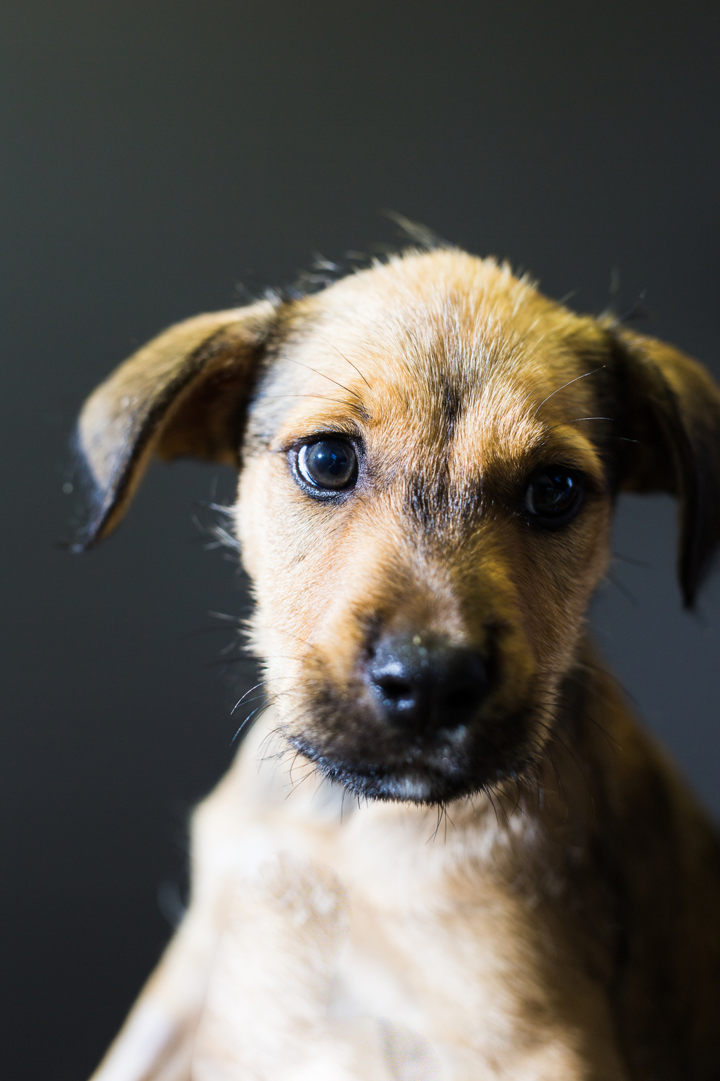 Wolfie - Medium Male Staghound x English Staffordshire Bull Terrier Mix ...