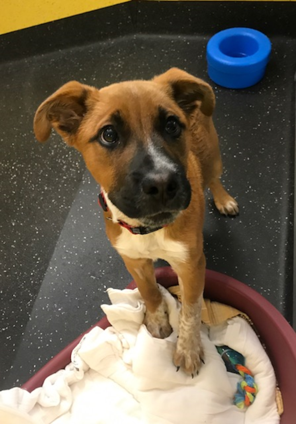 Chewy - Medium Male Australian Cattle Dog x Rottweiler Mix Dog in QLD ...