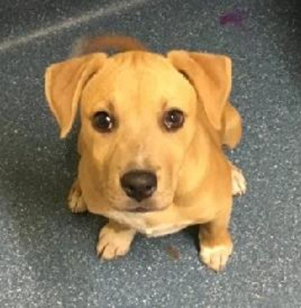 Rosie - Large Female Rhodesian Ridgeback x Labrador Retriever Mix Dog ...