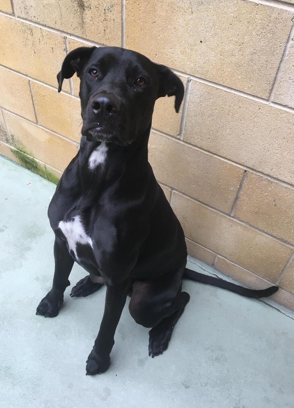 Trip - Large Male Rhodesian Ridgeback x American Staffordshire Bull ...