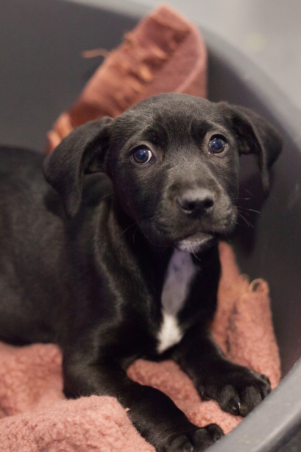 Willow - Medium Female Rhodesian Ridgeback x American Staffordshire ...