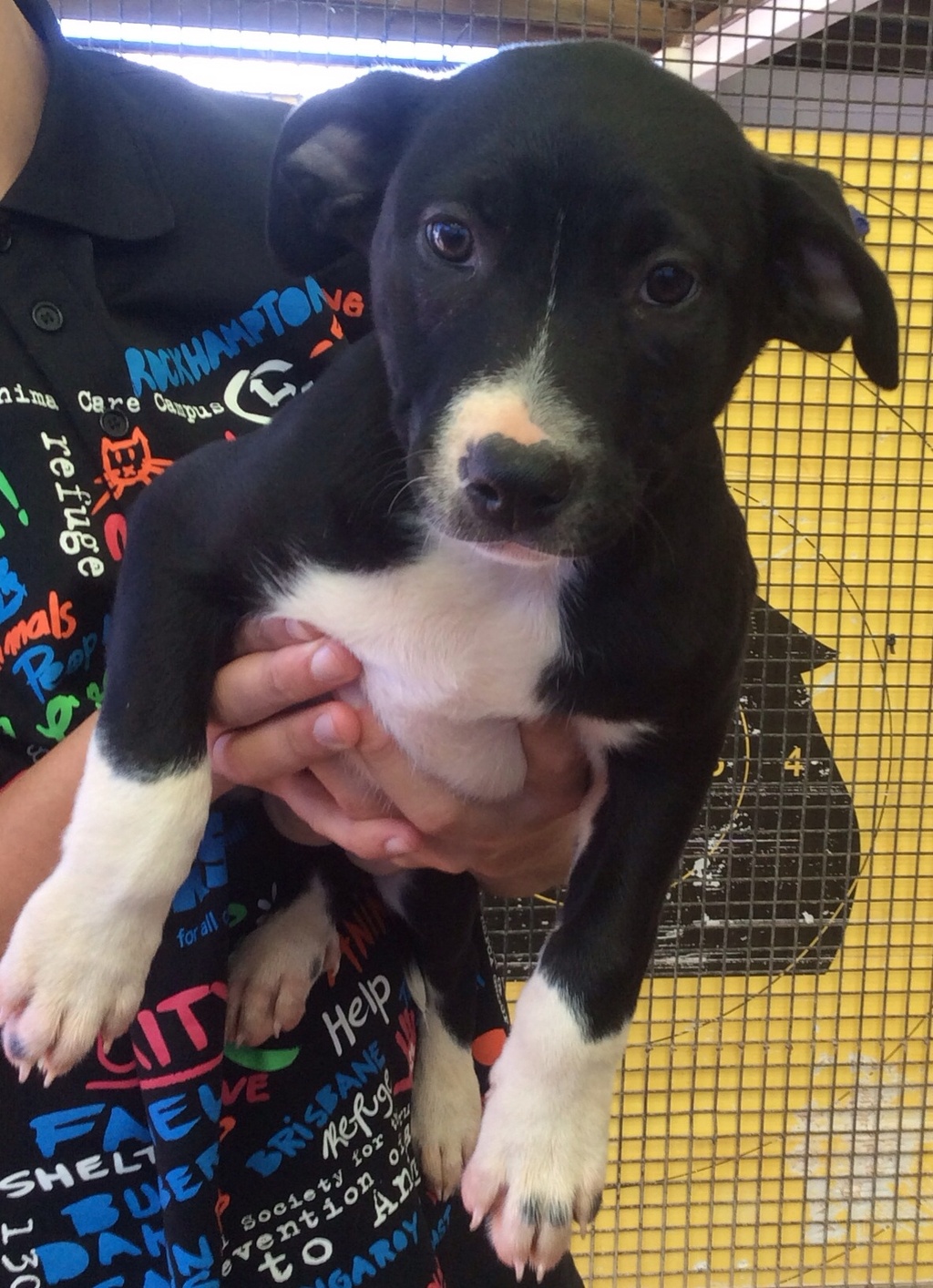 Bell - Large Female Bullmastiff x Rhodesian Ridgeback Mix Dog in QLD ...