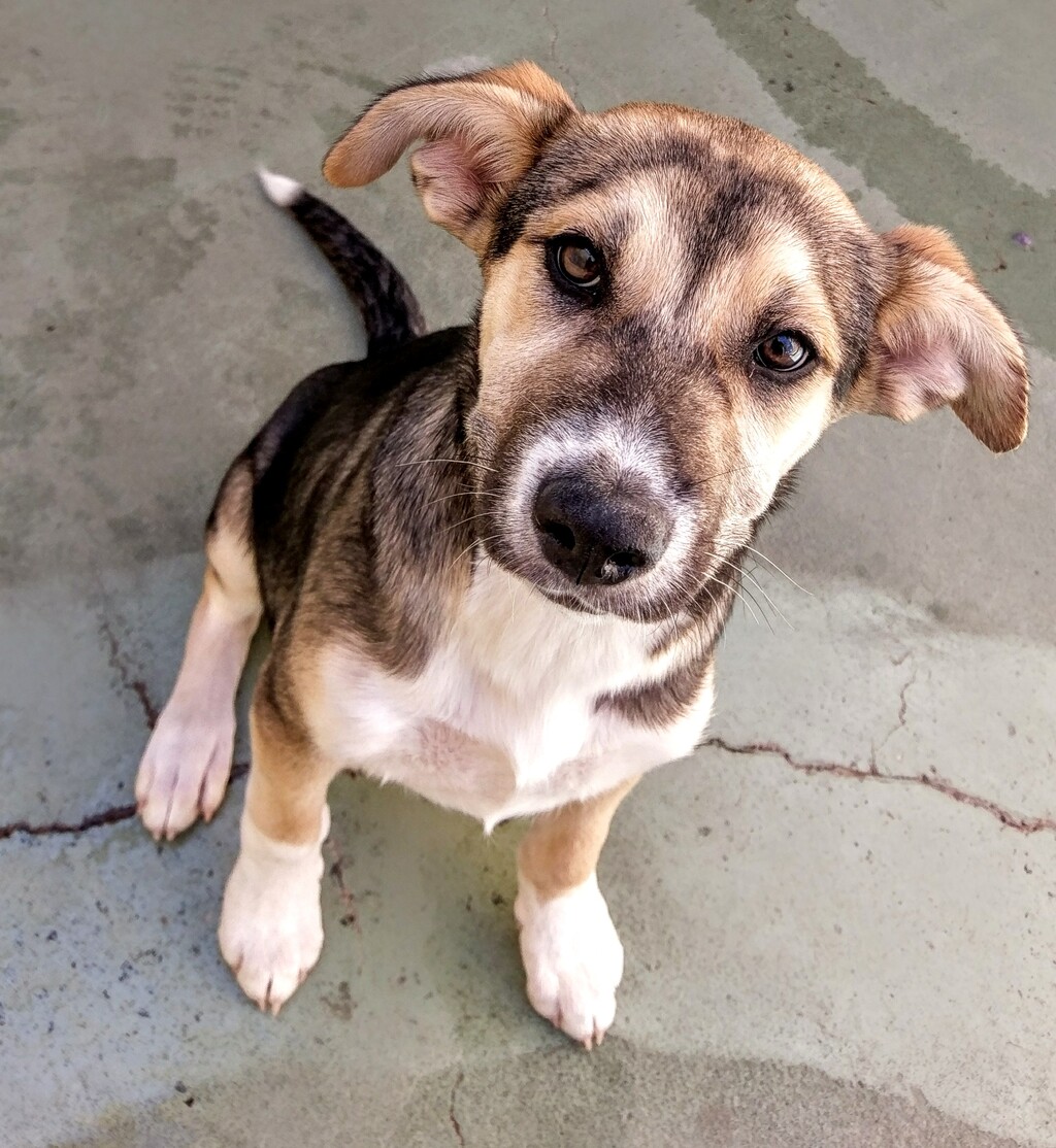 Maiden - Medium Female Alaskan Malamute x Boxer Mix Dog in QLD - PetRescue