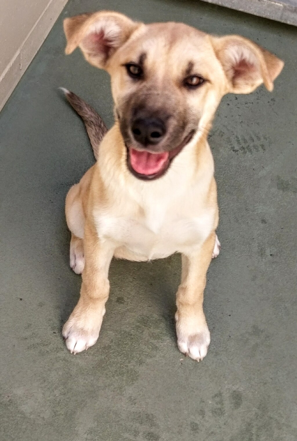 Nilly - Medium Female Alaskan Malamute x Boxer Mix Dog in QLD - PetRescue