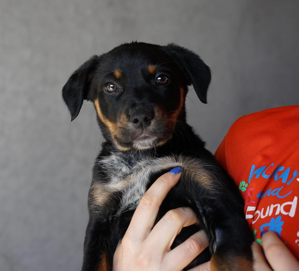 Sarah - Large Female Border Collie x Rottweiler Mix Dog in QLD - PetRescue