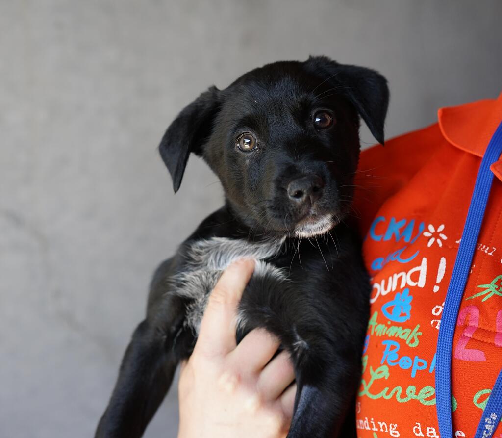 Tora - Large Female Border Collie x Rottweiler Mix Dog in QLD - PetRescue