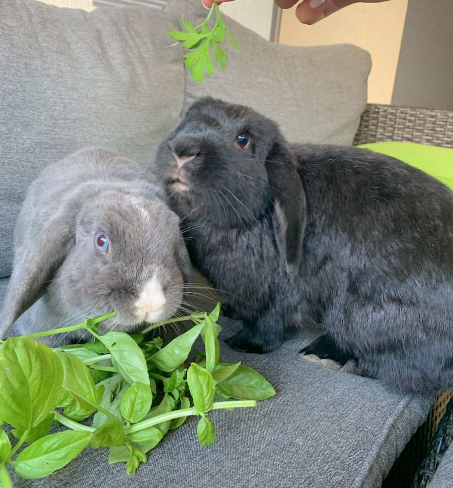 Hershey and Oreo - Male Flemish Giant x Mini Lop Mix Rabbit in WA ...