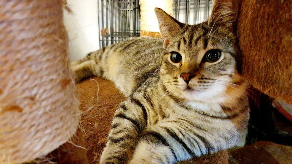 Archibald - Male Domestic Short Hair Cat in ACT - PetRescue