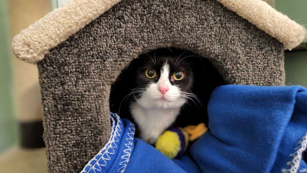 Tsuki - Female Domestic Short Hair Cat in ACT - PetRescue