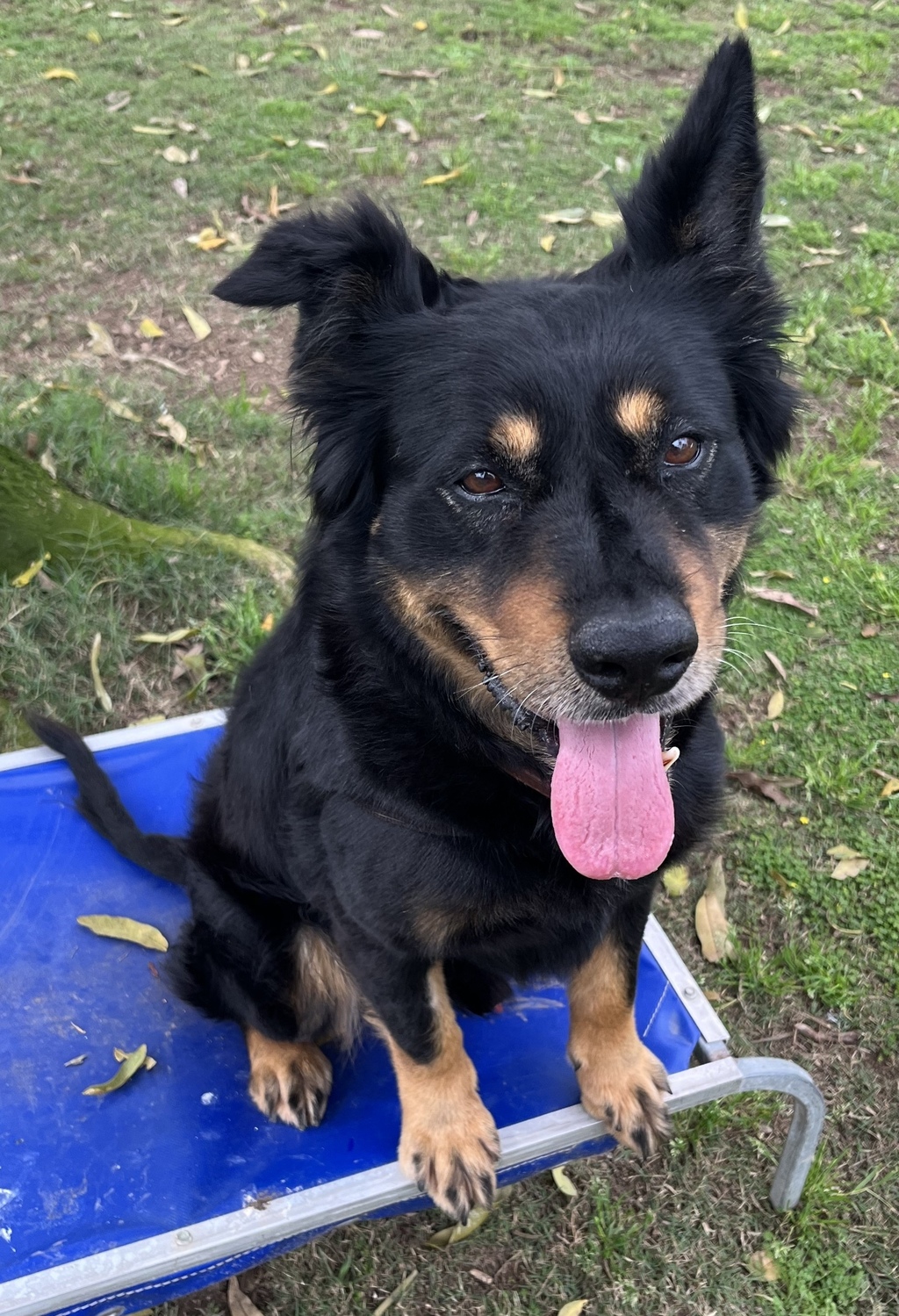 Jaffa - Medium Male Border Collie x Kelpie Mix Dog in QLD - PetRescue