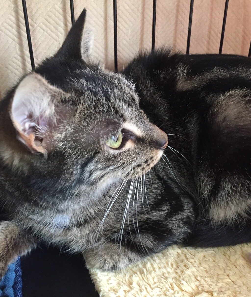 Judy - Female Domestic Short Hair Cat in VIC - PetRescue