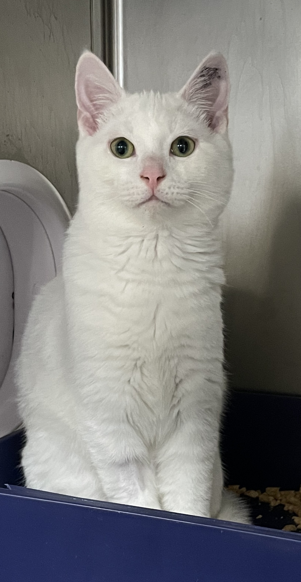 Lychee - Male Domestic Short Hair Cat in ACT - PetRescue