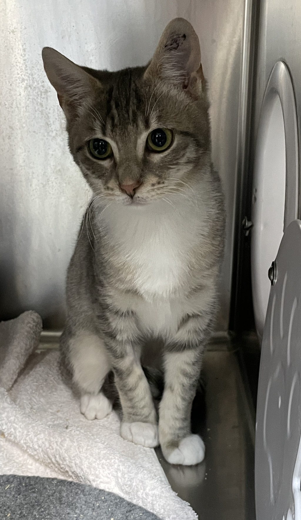 Cranberry - Male Domestic Short Hair Cat in ACT - PetRescue