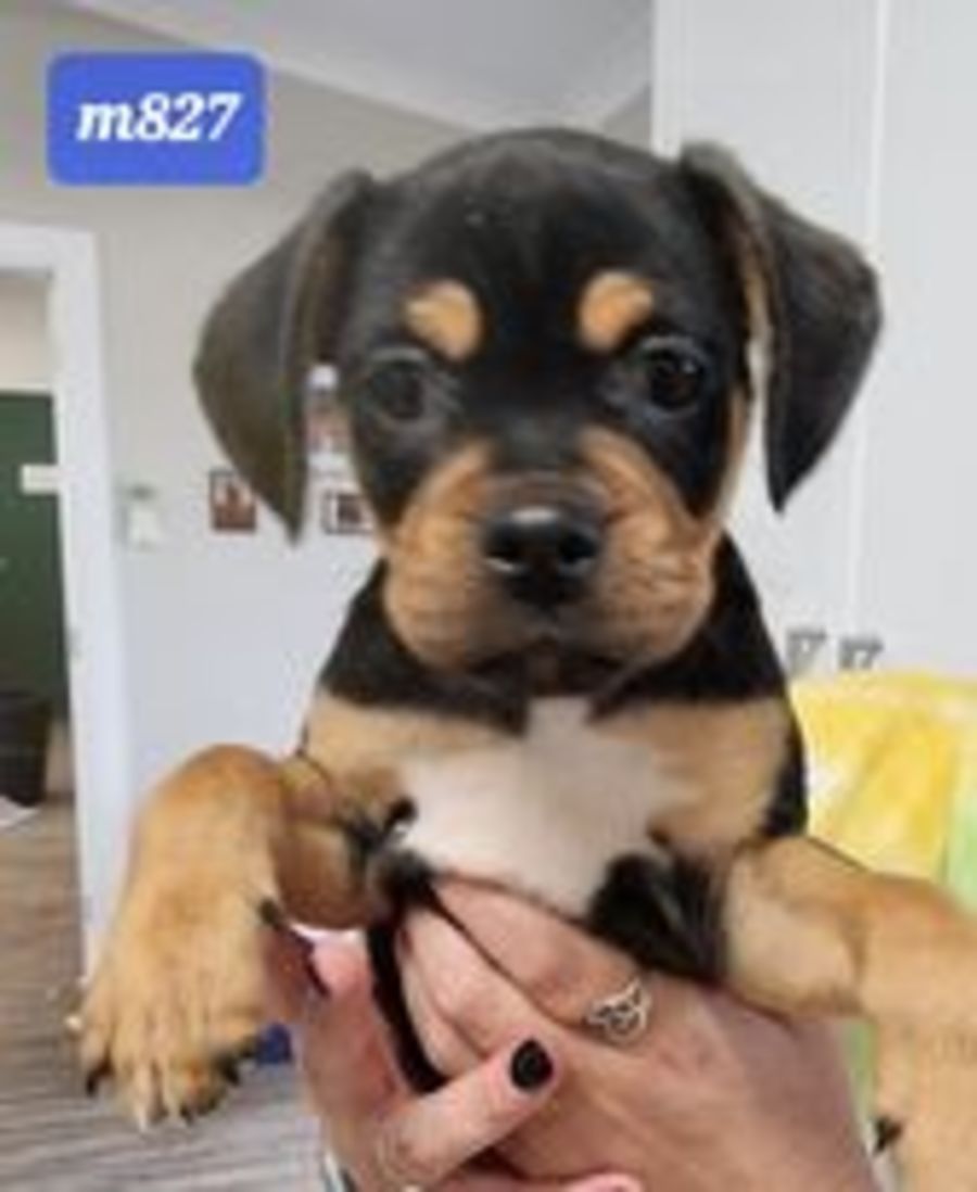 Dunno - Medium Male Pug Mix Dog in NSW - PetRescue