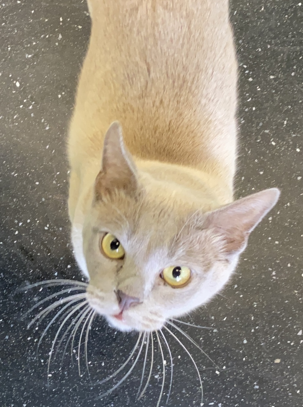 Oscar - Male Burmese Mix Cat in VIC - PetRescue