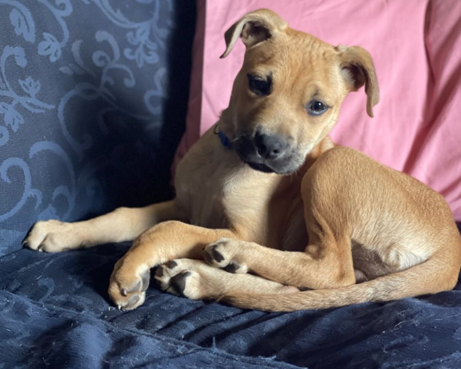 Samson - Medium Male Staffy x Cross breed Dog in WA - PetRescue