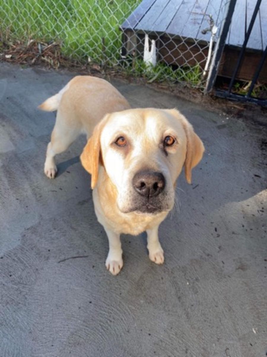 Annie - Medium Female Labrador Dog in WA - PetRescue
