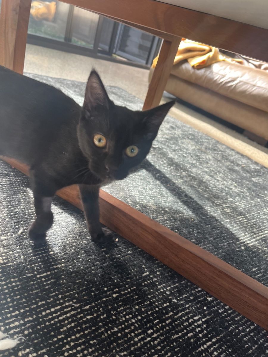 Frances - Female Domestic Short Hair Cat in NSW - PetRescue