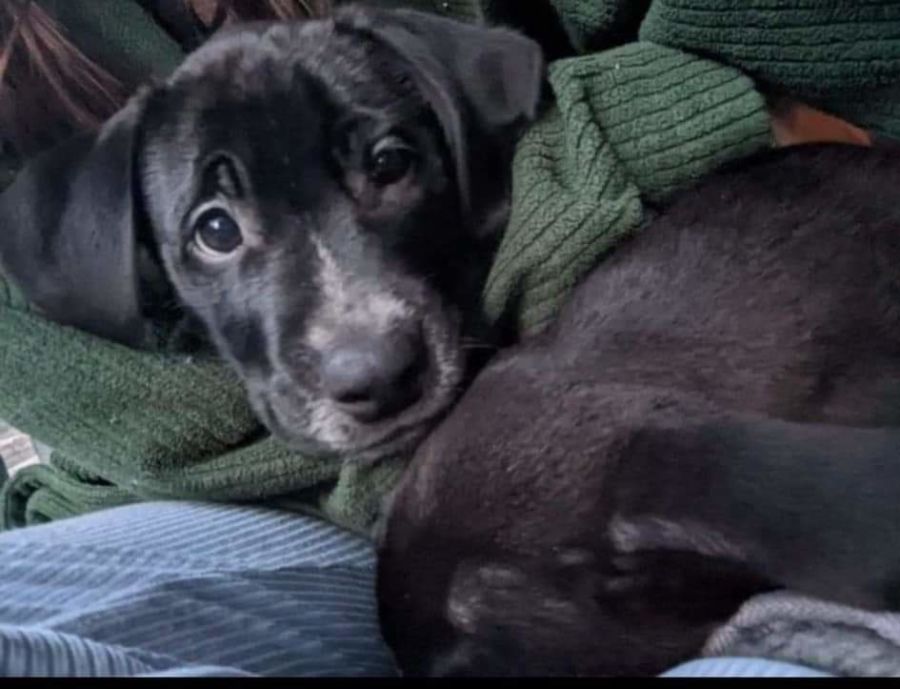 Rodd - Large Male Labrador x Rhodesian Ridgeback Mix Dog in VIC - PetRescue