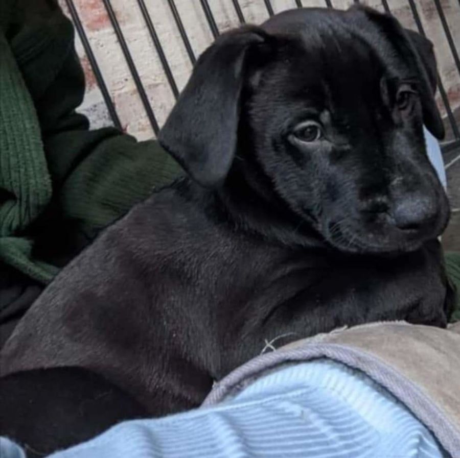 Todd - Large Male Labrador x Rhodesian Ridgeback Mix Dog in VIC - PetRescue