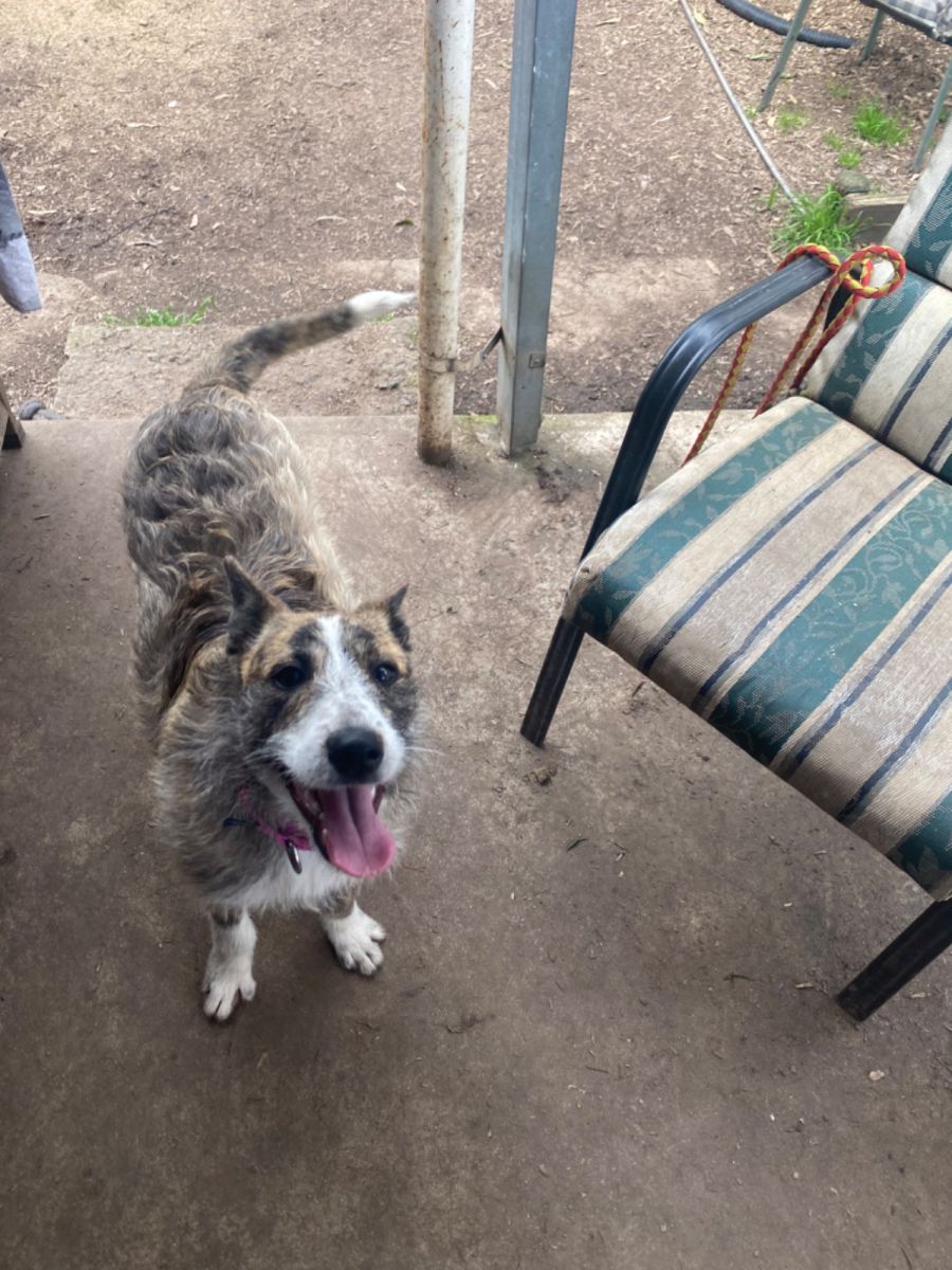 Suki - Medium Female Collie Rough x Wolfhound Mix Dog in NSW - PetRescue