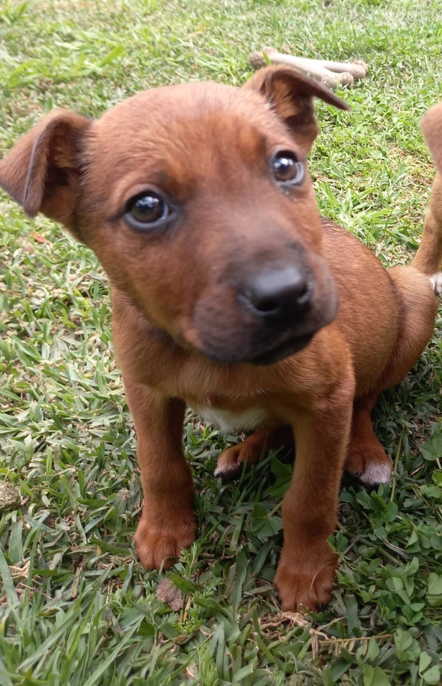 Lexi - Medium Female Staffy Mix Dog in NSW - PetRescue