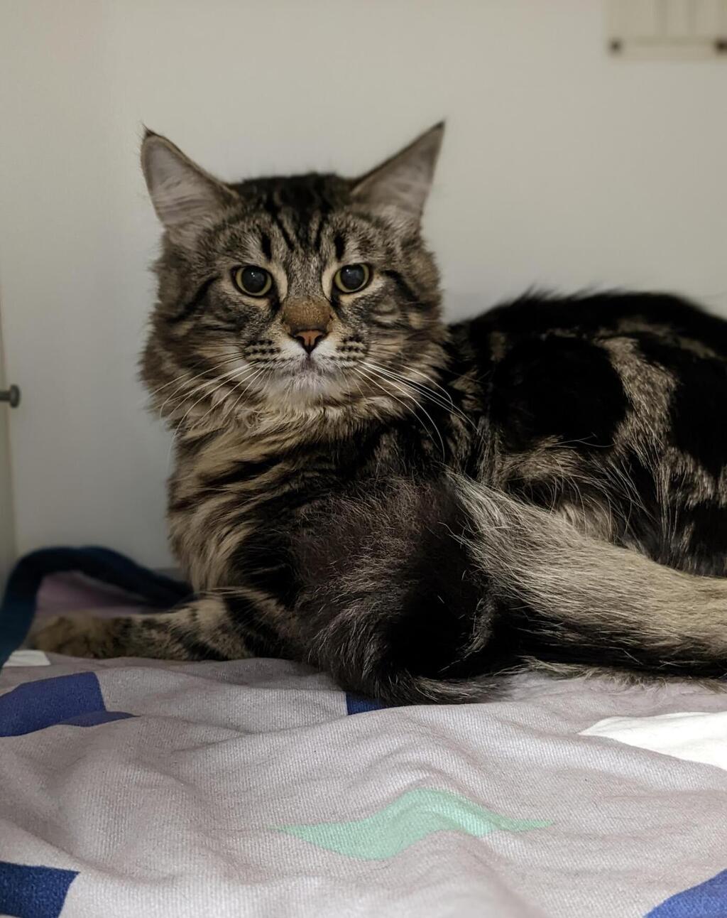 Mr Cardi B - Male Dsh x Dmh Mix Cat in WA - PetRescue