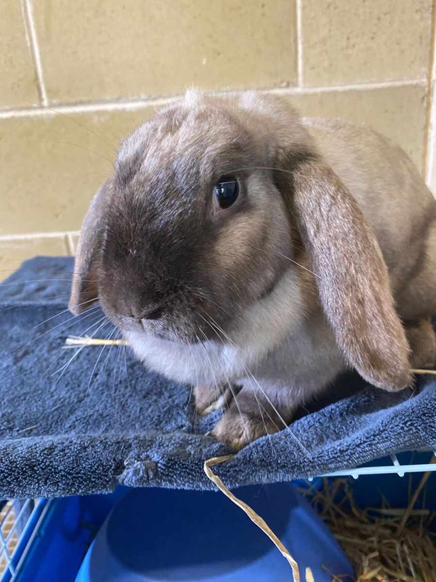 Latrice Royale - Female Domestic Rabbit in NSW - PetRescue