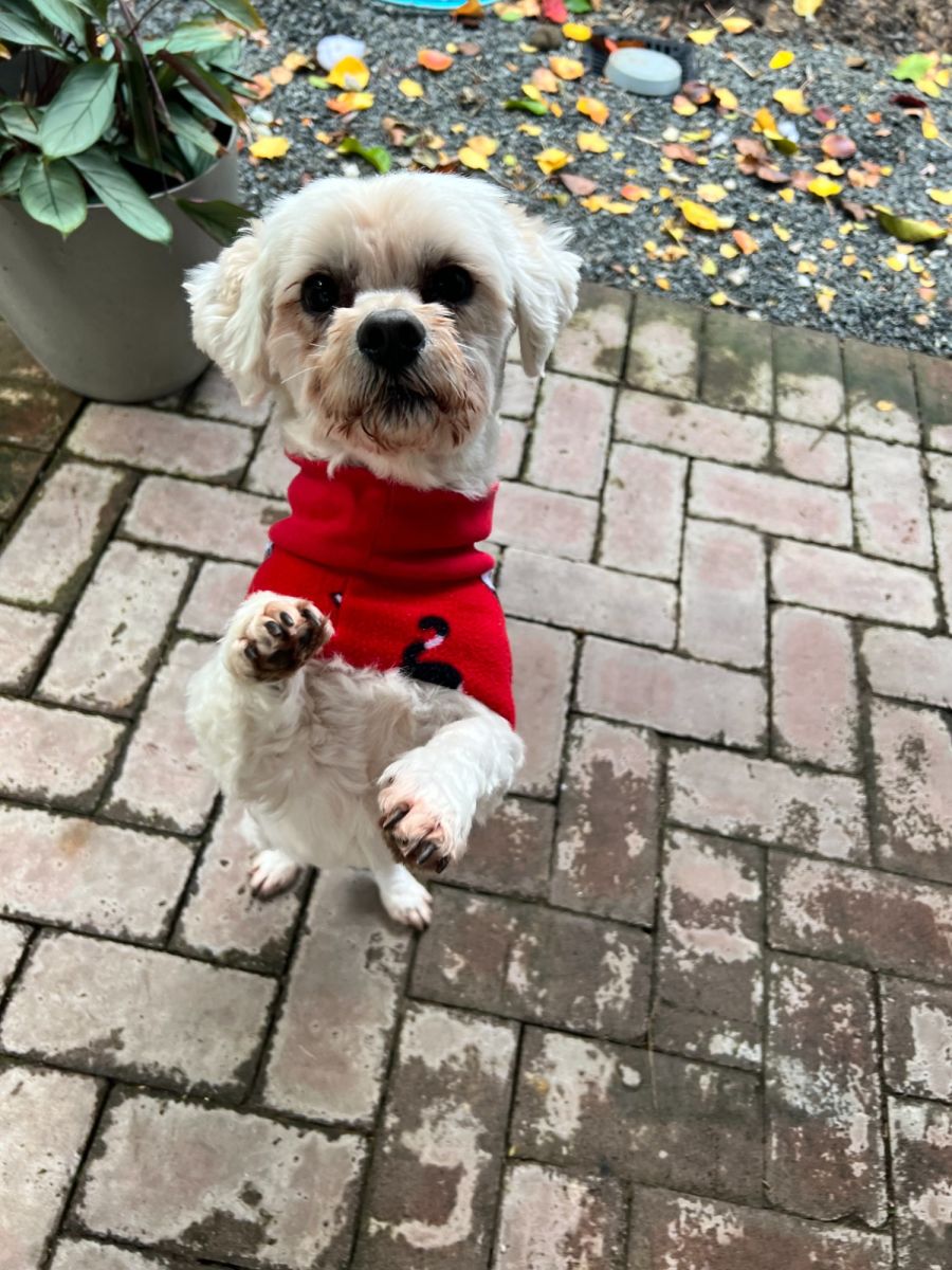 Sam - Small Male Maltese Mix Dog in NSW - PetRescue