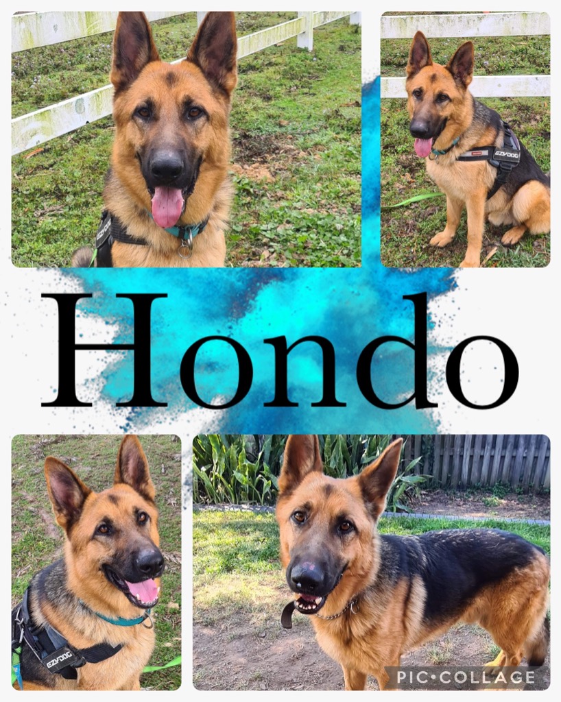 Hondo - Large Male Mixed Breed Dog in QLD - PetRescue