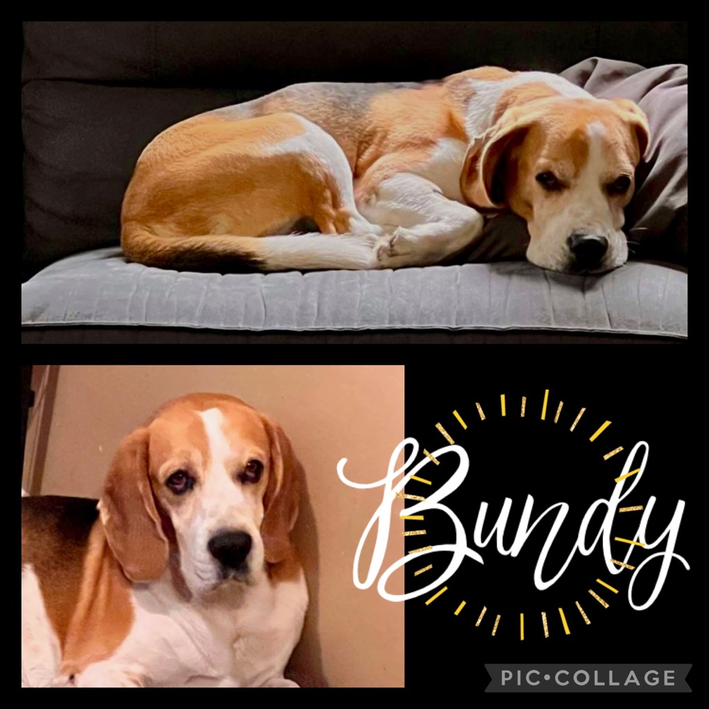 Bundy - Medium Male Beagle Dog in QLD - PetRescue