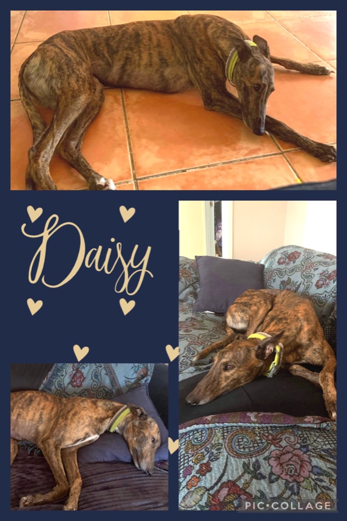 Daisy - Large Female Greyhound Dog in QLD - PetRescue