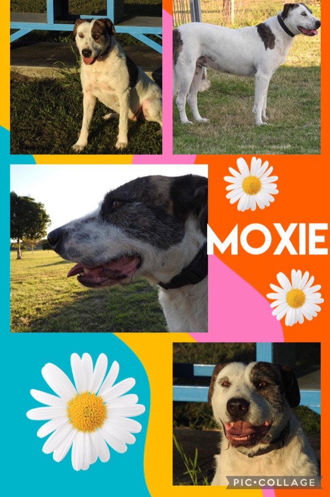 Moxie - Large Female Wolfhound Mix Dog in QLD - PetRescue