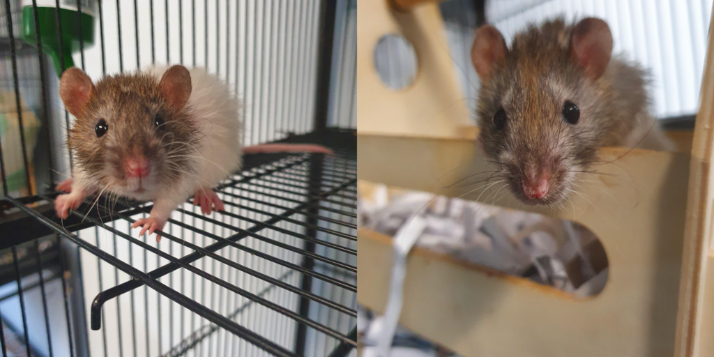 Nixi - Male Rat Mix Rodent in WA - PetRescue