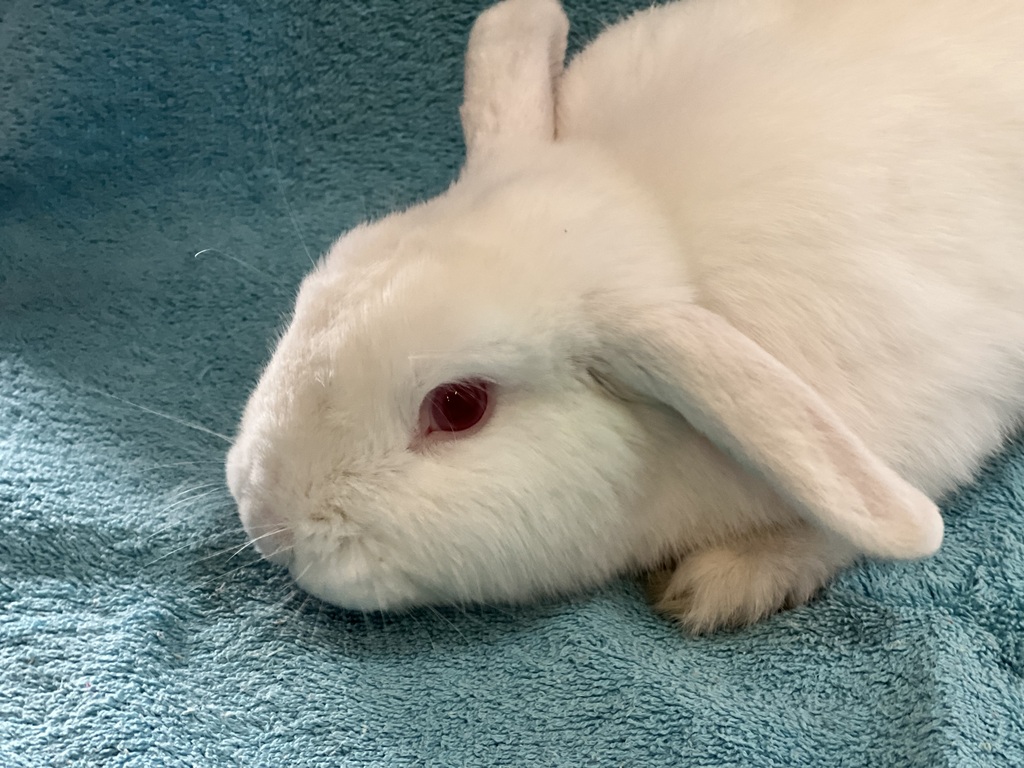 Frosty - Male Mini Lop x Ruby Eyed White Mix Rabbit in VIC - PetRescue