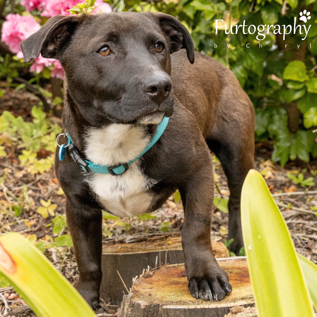 Rascal - Medium Male Mixed Breed Dog in WA - PetRescue