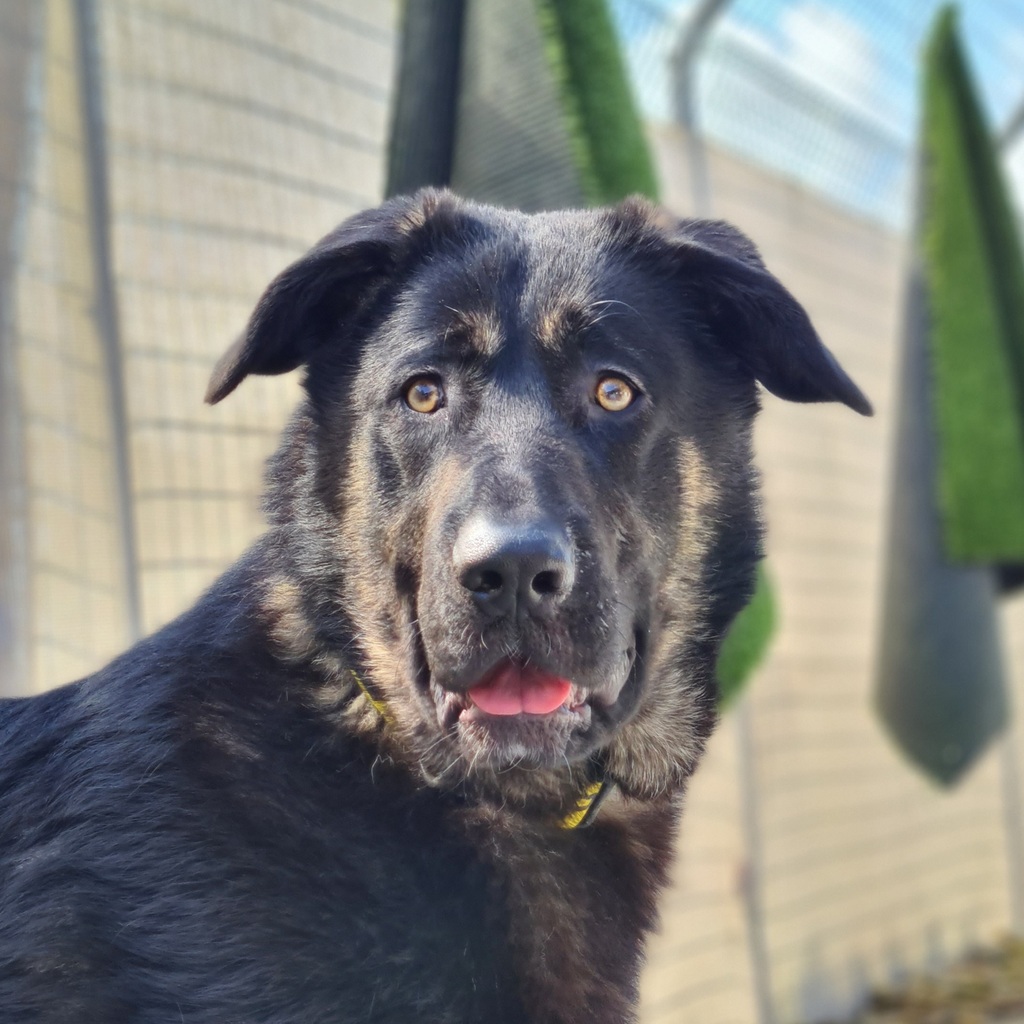 Grace - Large Female German Shepherd x Sarplaninac Mix Dog in VIC ...