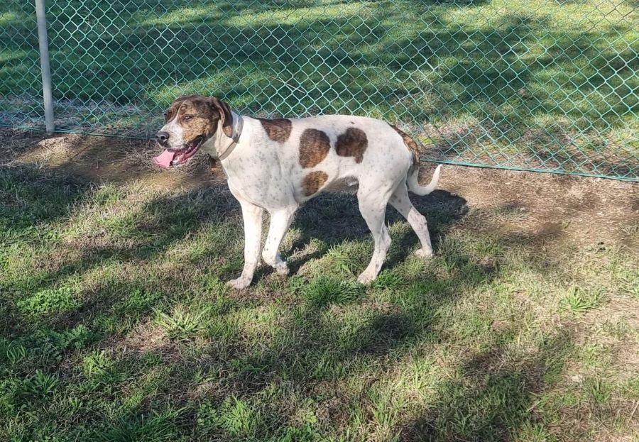 Ozzie - Large Male Foxhound Mix Dog in NSW - PetRescue