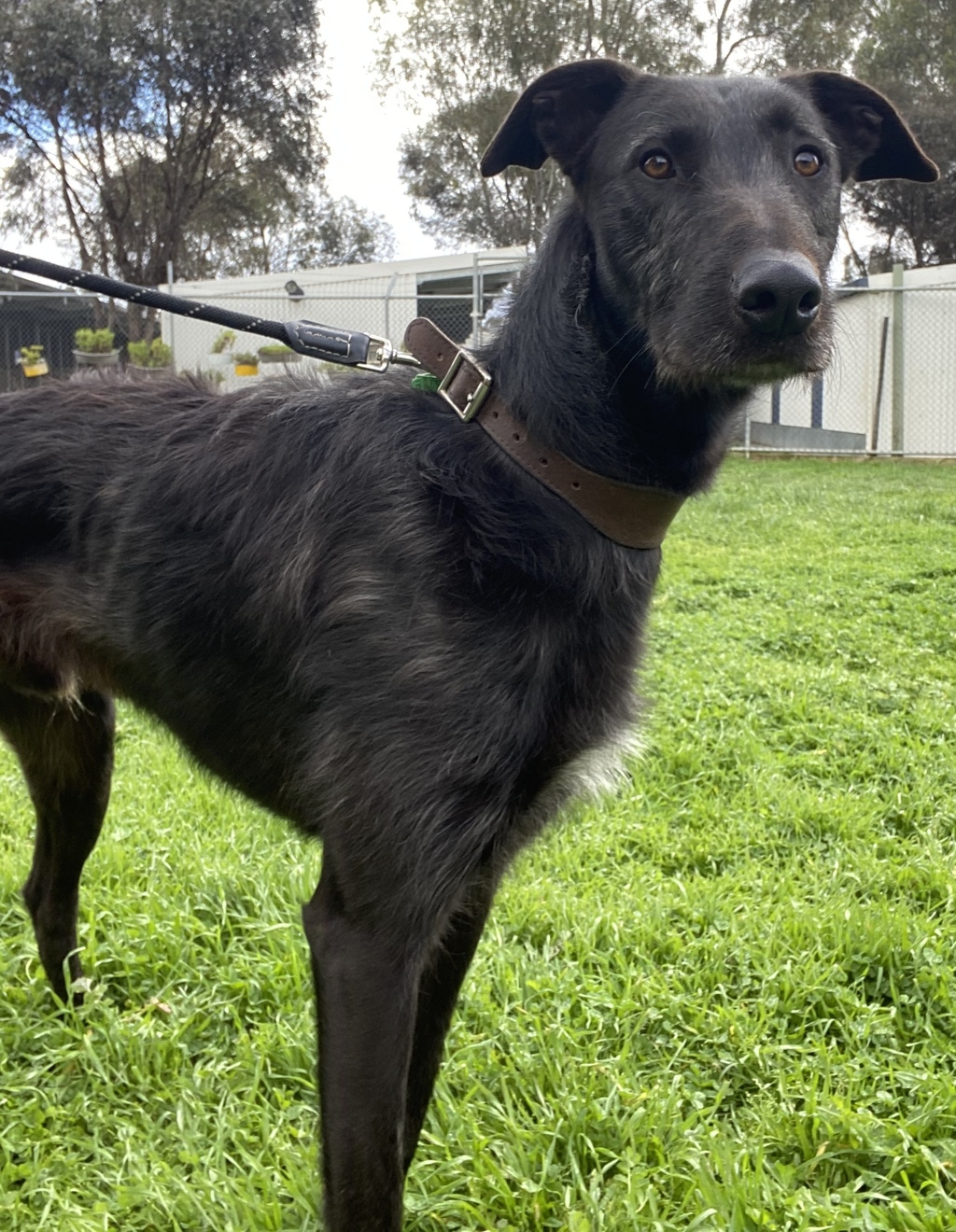 Jin - Large Male Greyhound x Whippet Mix Dog in VIC - PetRescue