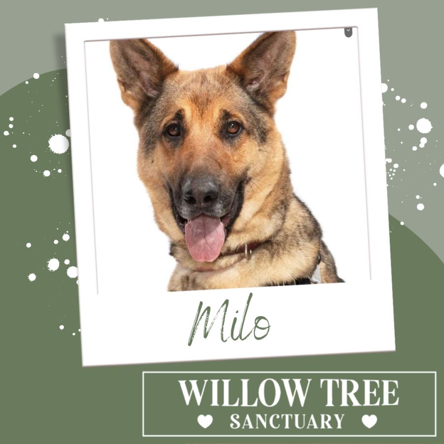 Milo - Large Female German Shepherd Dog in NSW - PetRescue