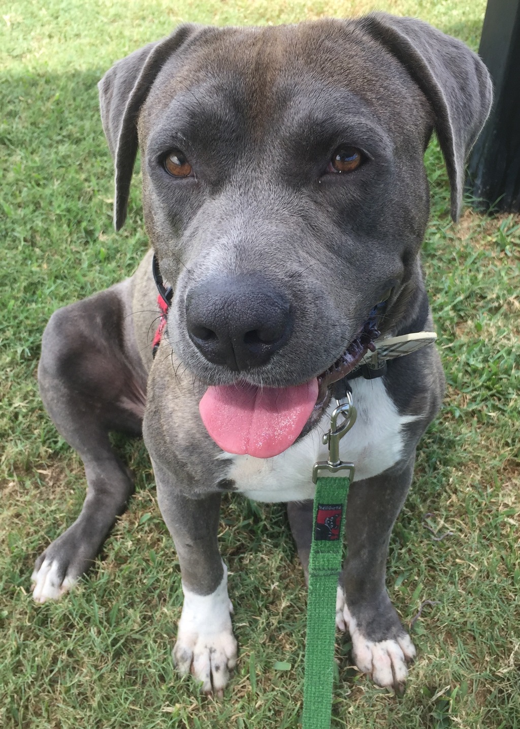 Bluey - Large Male American Bulldog Mix Dog in QLD - PetRescue