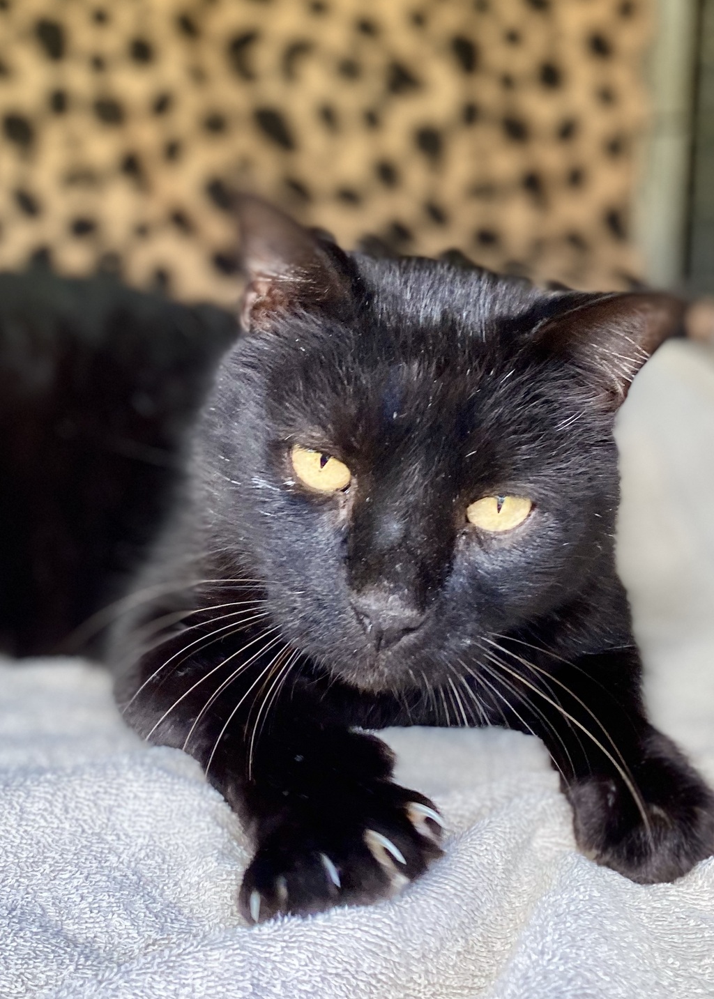 Morton - Male Domestic Short Hair x Manx Mix Cat in QLD - PetRescue